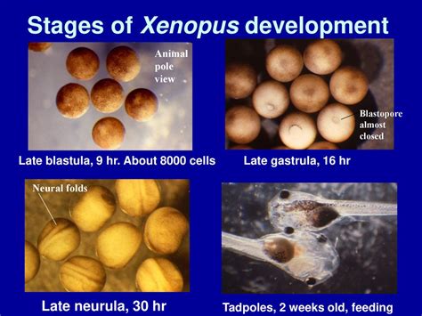 Xenopus Laevis The South African Three Clawed Frog Ppt Download