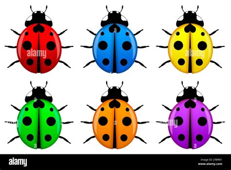 Real Blue Ladybugs Halmus Chalybeus Steelblue Ladybird Southern