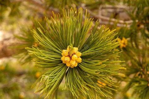 Pine Cones Begin To Form At The Tips Of Pine Tree Branch Stock Image