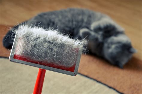 6 Astuces Contre Les Boules De Poils Chez Les Chats