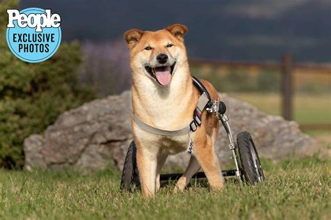 Gordon The Shiba Inu Wins The 2022 Worlds Cutest Rescue Dog Contest