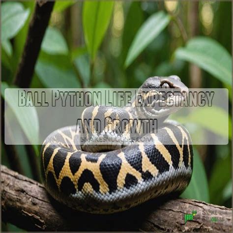 Ball Python Temperament Review Friendly Or Feisty Pet