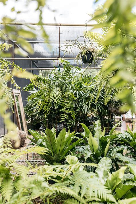 Asplenium Australasicum Birds Nest Fern The Palms Sydney