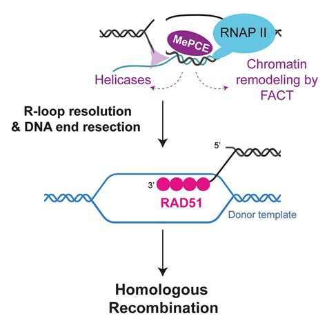 Mepce Promotes Homologous Recombination Through Coordinating R Loop
