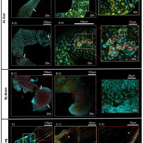 In Situ Visualization Of Rna Viruses In Adult Medfly Tissues Download Scientific Diagram