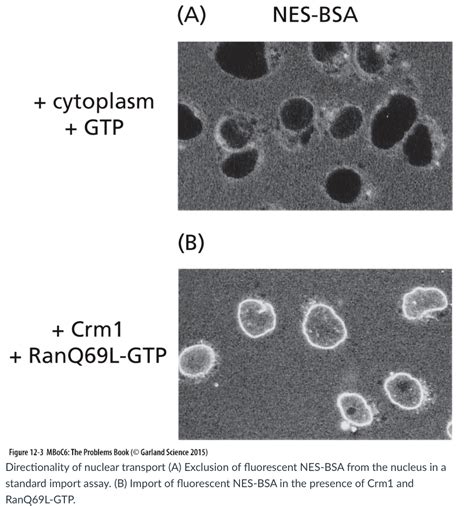 Solved To Test The Hypothesis That The Directionality Of