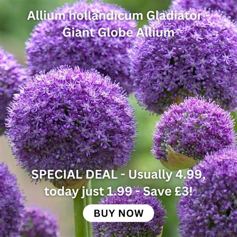 Allium Ambassador