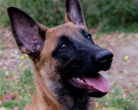 Бельгийская овчарка малинуа (Belgian Shepherd Malinois) - это очень ...