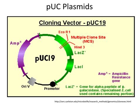 Ppt Cloning Vectors Powerpoint Presentation Free Download Id1900930