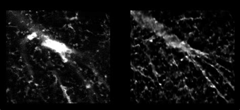 Restoration Of The Raw D Image Using Deconvolution With The Predicted