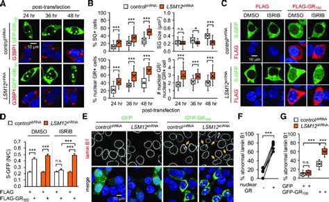 LSM12 Depletion Facilitates The Nuclear Accumulation Of C9ORF72 Derived