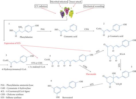 Resveratrol Biosynthesis Route In High Plants Download Scientific