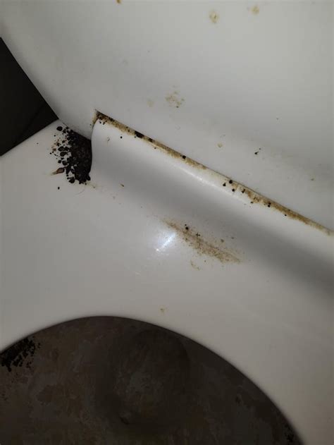 Toilet Bed Bugs Rbedbugs