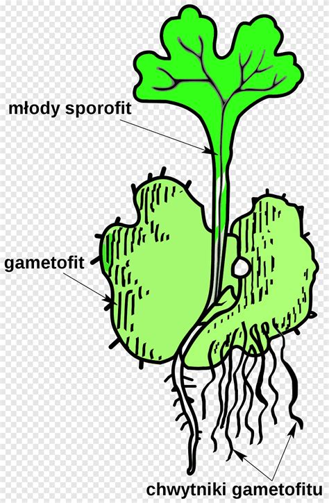 Esporofito Gametofito Vascular Planta Pteridofitas Planta Hoja Texto
