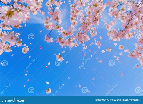 Beautiful Cherry Blossom Or Sakura Tree Branches On Blue Sky With Copy