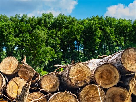 針葉樹と広葉樹の違いは？木目・硬さについてや樹種一覧を紹介 恩加島木材工業株式会社