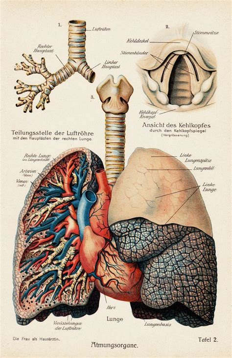 Pin by Vitória Fonsêca on Lockscreen Medical illustration Anatomy