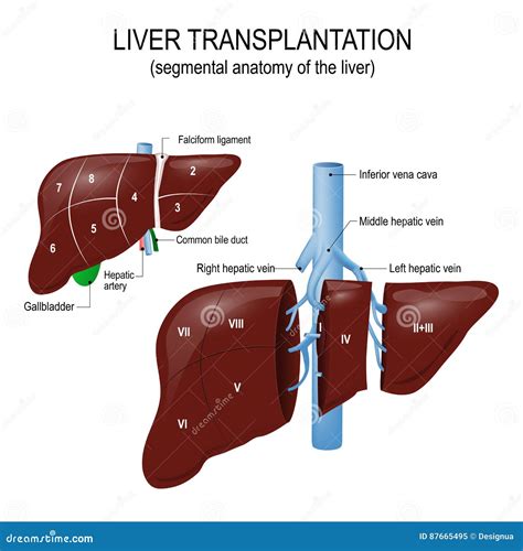 Segments Of Liver At Viinellieblog Blog