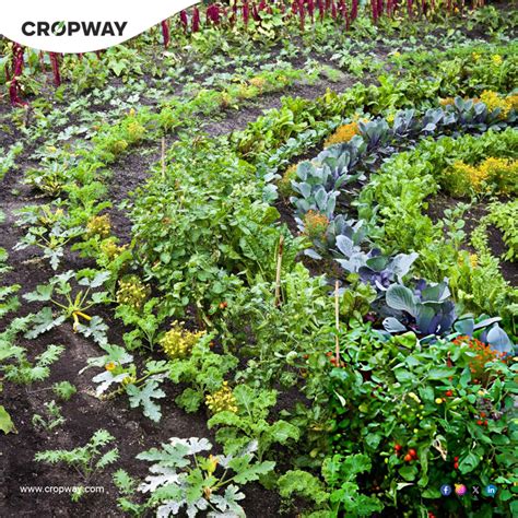 Crop Diversification Building Resilience And A Sustainable Future