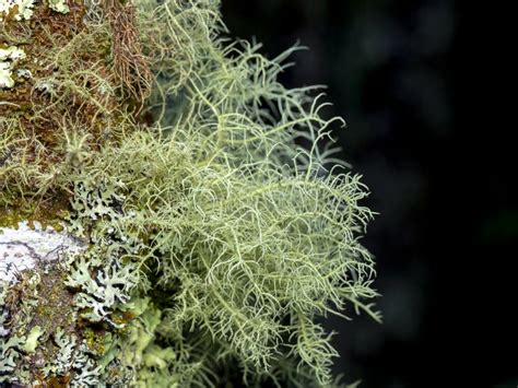 Usnea Barbata Lichen On A Trunk In The Woods With Blurred Background