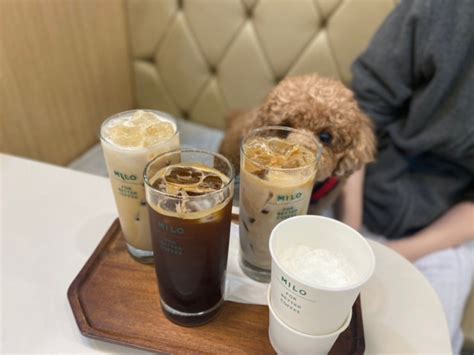 파주 운정 호수공원 애견동반 카페 카페 마일로ㅣ멍푸치노 정보 네이버 블로그