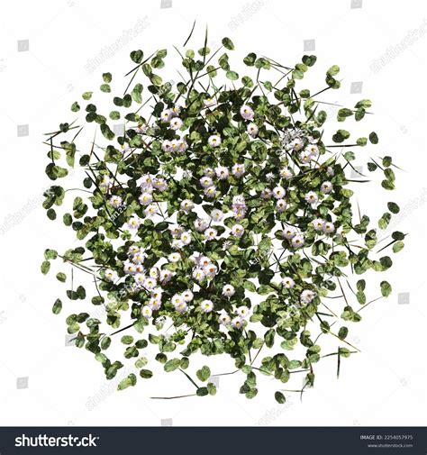 Wild Field Grass Top View Isolated Stock Illustration 2254057975