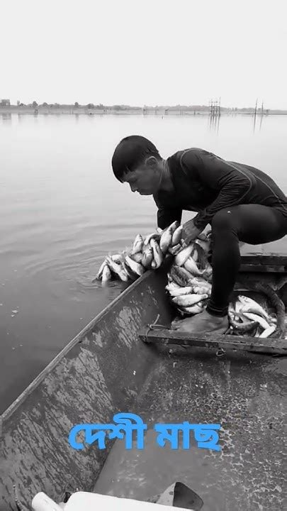 এত সুন্দর দেশী মাছ এর আগে কখনো দেখিনি Youtube