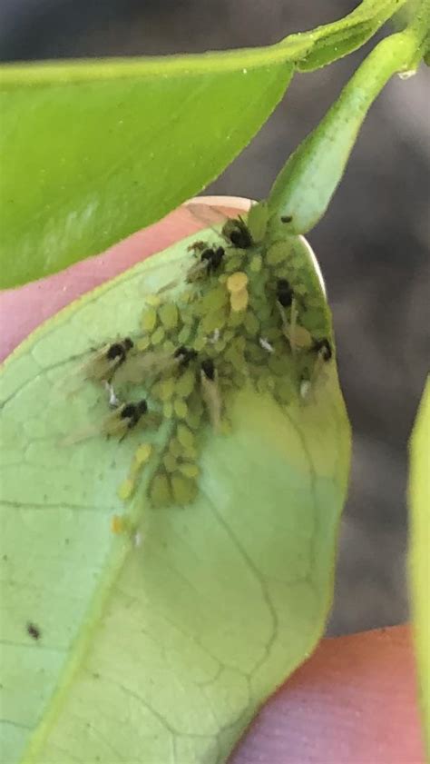 Aphids On New Growth Shoots On My Lime Trees 😮 Rgardening