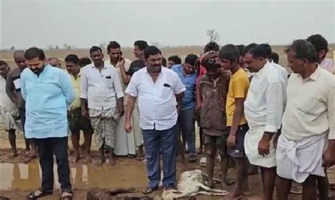 Untimely Rain Hailstorm Damage Crops In Nandyal Kurnool Dists