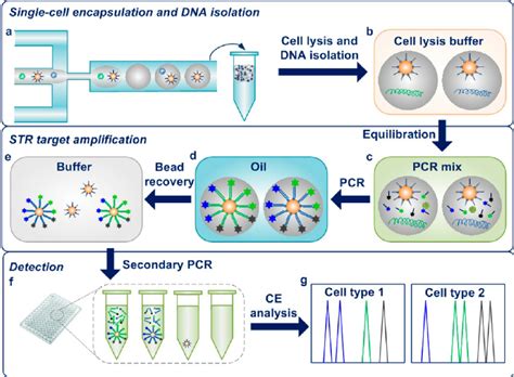 Analytical Procedure For Single Cell Forensic Str Typing A Download Scientific Diagram