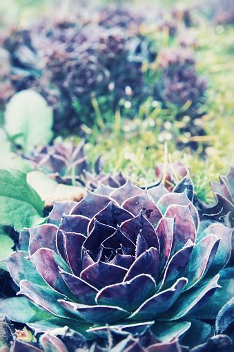 3 월에서 봄 시즌에 아름 답 고 화려한 Sempervivum 즙이 많은 Houseleek 식물의 클로즈업 0명에 대한 스톡