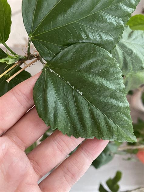 Pest Identification On A Hibiscus Tree Rhouseplants