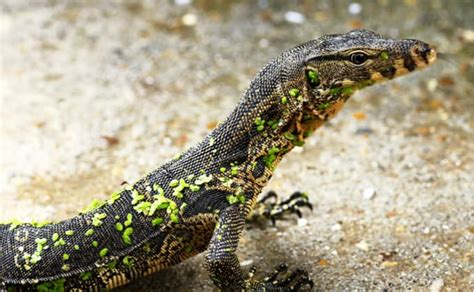 ミズオオトカゲサルバトールモニターの飼育方法｜値段や寿命は？ Woriver