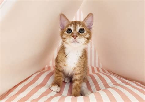 코리안 숏헤어 이미 페르시안친칠라 구미강아지분양 애견분양샵 서울강아지분양 유기견센터 애완용강아지종류 대구유기견 반려견무료분양