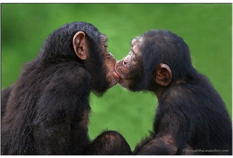 Pin On Mind Blowing Facts About Kissing