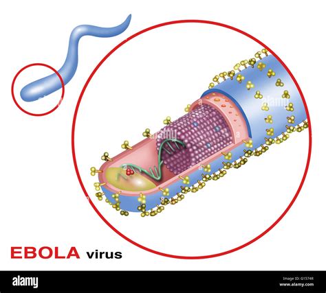 The Ebola Virus The Structure Of The Ebola Virus Consisting Of Stock