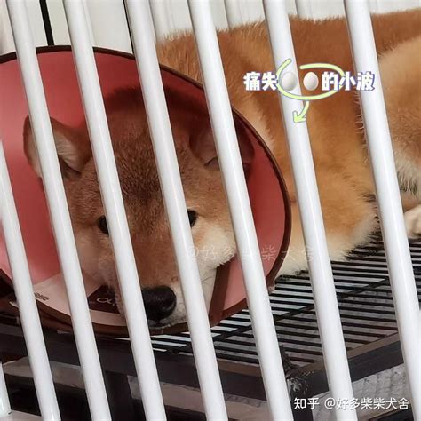 柴犬科普柴犬需要绝育吗？ 知乎