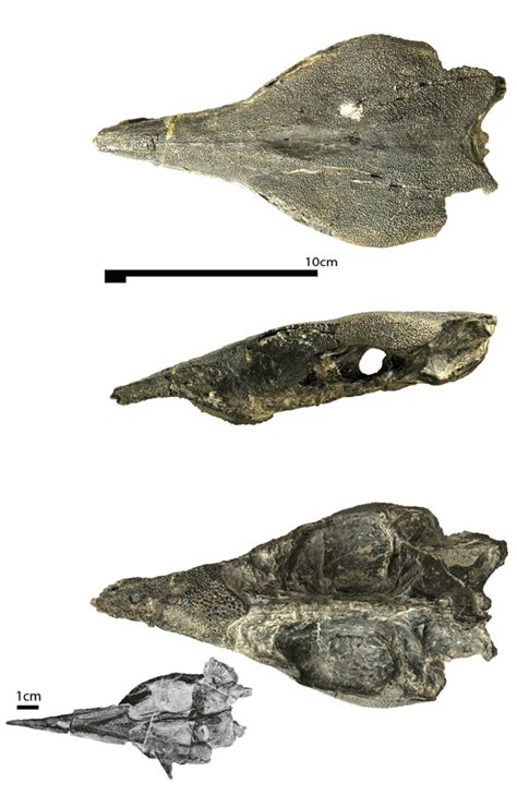 April 2023 The Pterosaur Heresies