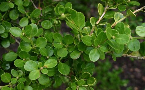 Buxus Microphylla Littleleaf Box Littleleaf Boxwood North Carolina Extension Gardener Plant
