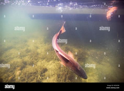 Man Releasing Small Redfish In The Gulf Of Mexico Homosassa Florida