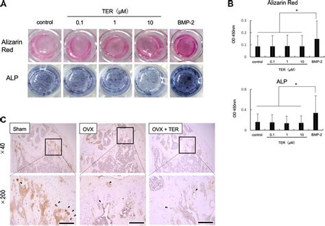 Frontiers The Fungal Metabolite Terrein Abrogates Ovariectomy
