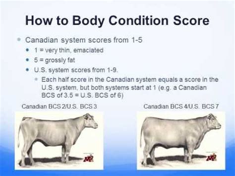 Using Body Condition Scoring (BCS) as tool to maximize profitability ...