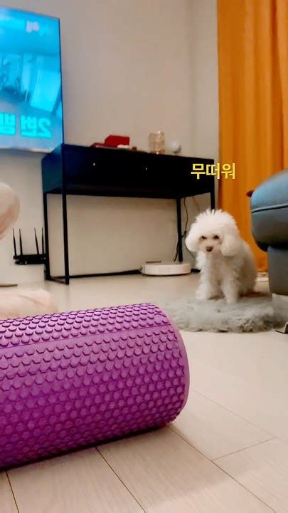 오지마라라강아지강아지일상강아지쇼츠이쁜이쁜강아지귀여운귀여운강아지귀여운댕댕이겁많은강아지강아지그램강아지영상