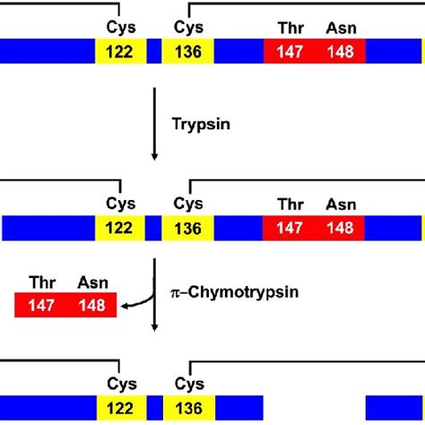 Representative Scheme Of α Chymotrypsin Activation Residues That Download Scientific Diagram