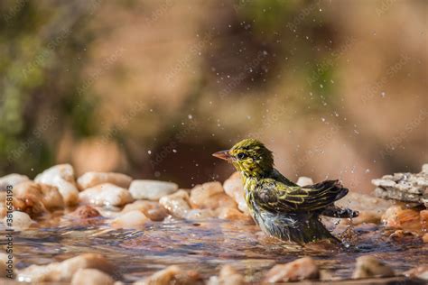Lesser Masked Weaver Bathing In Waterhole In Kruger National Park