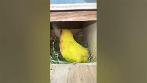 ببغاء الروز 😍 Youtube