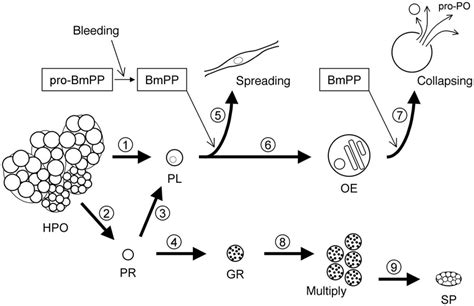 Schematic Of A Hypothesis For Hemocyte Differentiation In B Mori Download Scientific Diagram