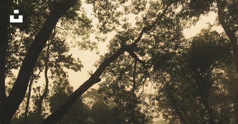 양쪽에 나무가있는 어두운 길 사진 Unsplash의 무료 안개 숲 이미지