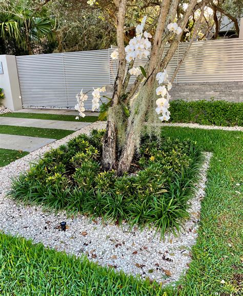 Mondo Grass Ground Cover