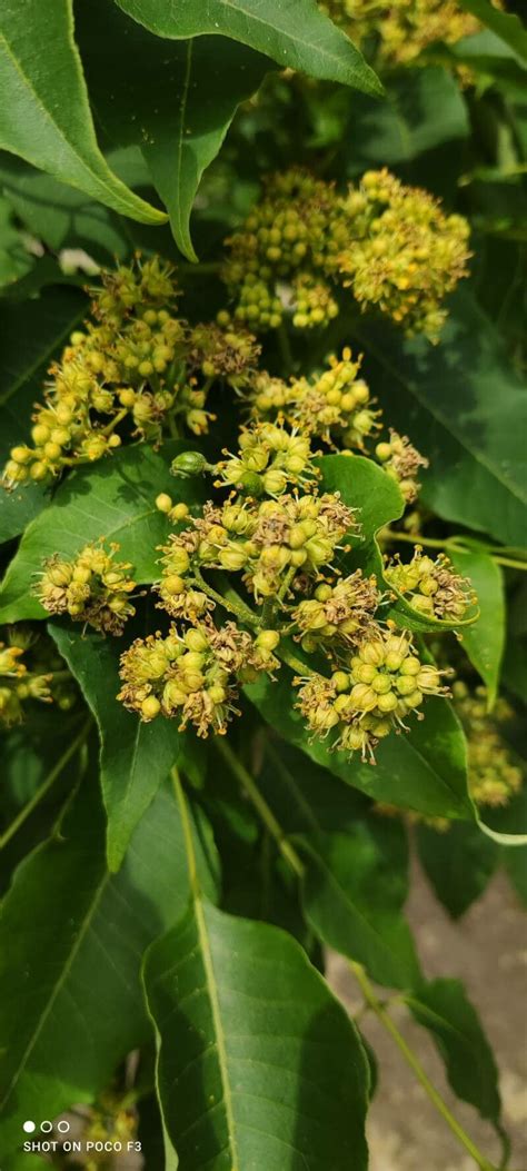 How To Grow Phellodendron Amurense Earthone